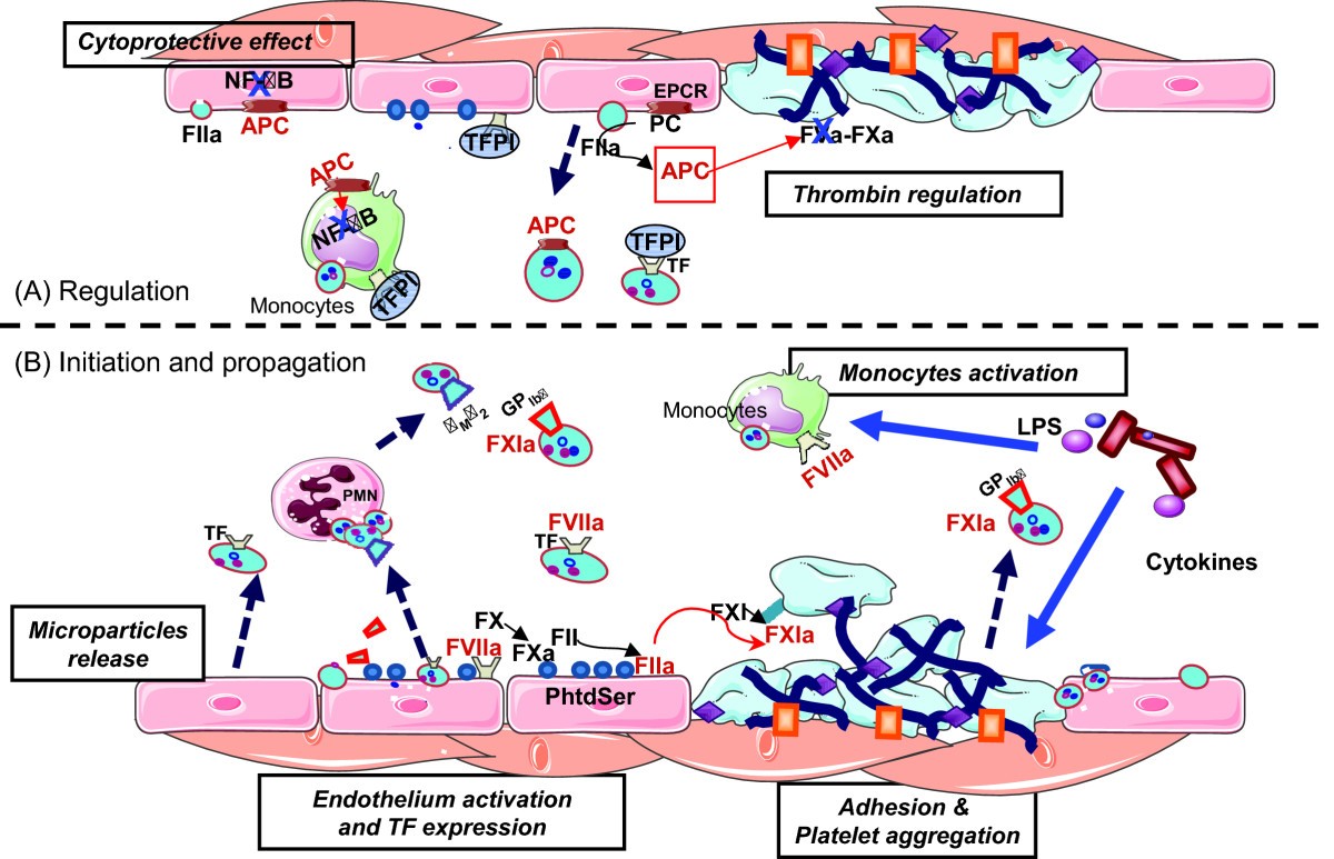 Bench-to-bedside review: Circulating microparticles - a new player in ...