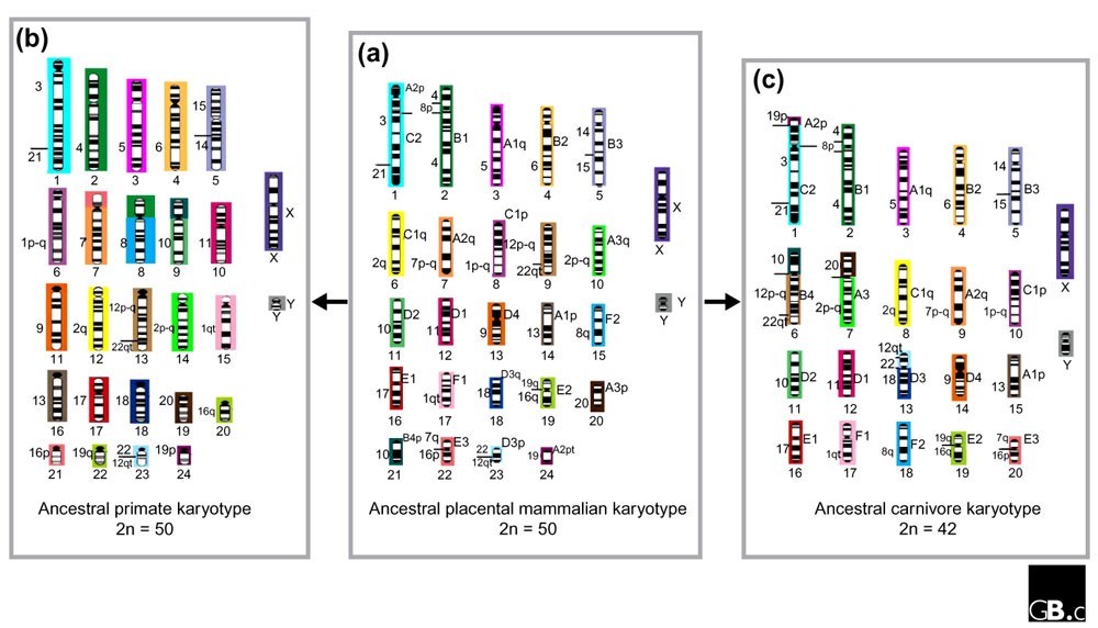 Evolution of mammalian genome organization inferred from comparative ...