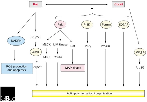 The evolutionary history of effectors downstream of Cdc42 and Rac ...