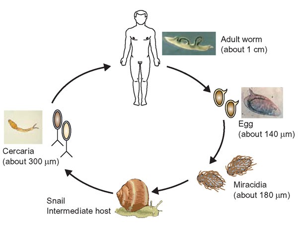 Characterization of the Schistosoma transcriptome opens up the world of ...