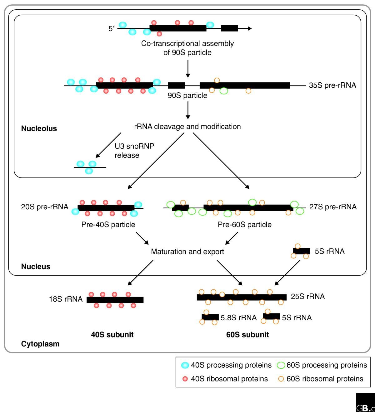 The ribosomal subunit assembly line | Genome Biology | Full Text