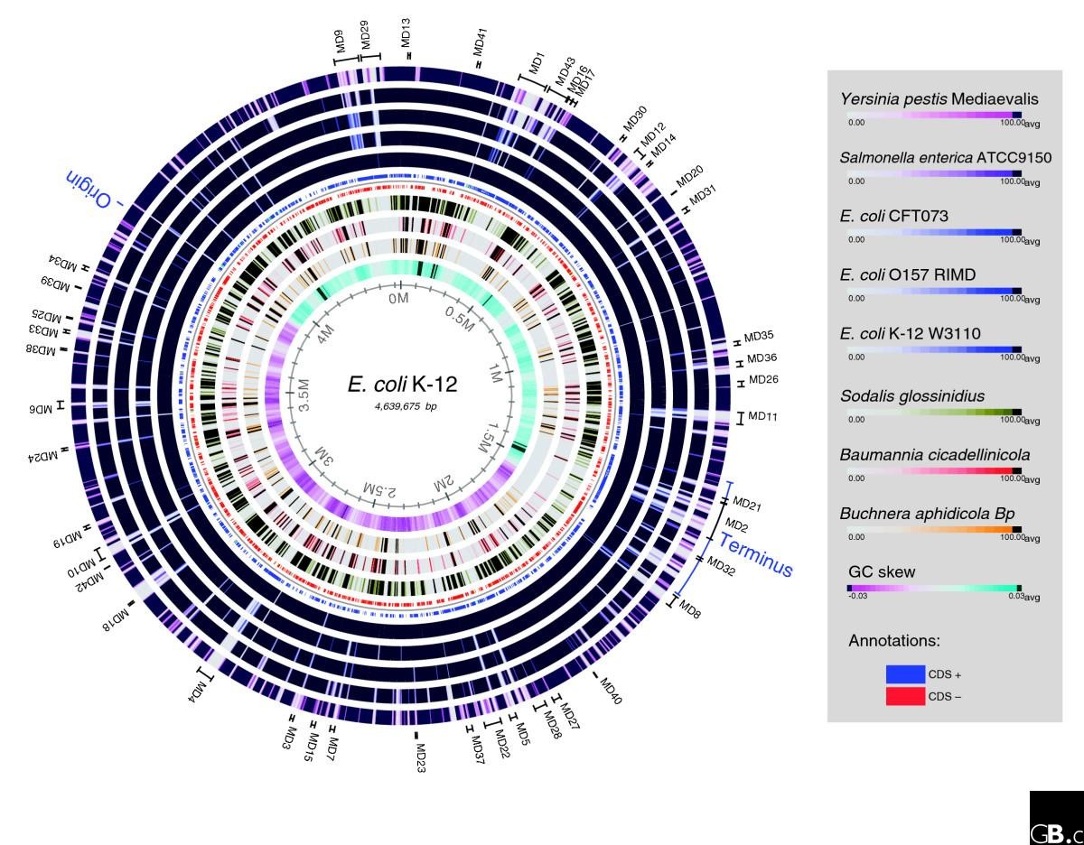 Leaner and meaner genomes in Escherichia coli | Genome Biology | Full Text