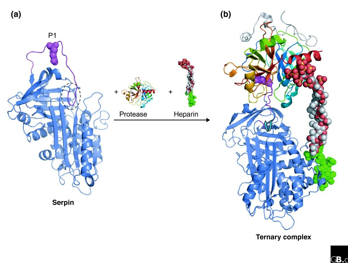An overview of the serpin superfamily | Genome Biology | Full Text