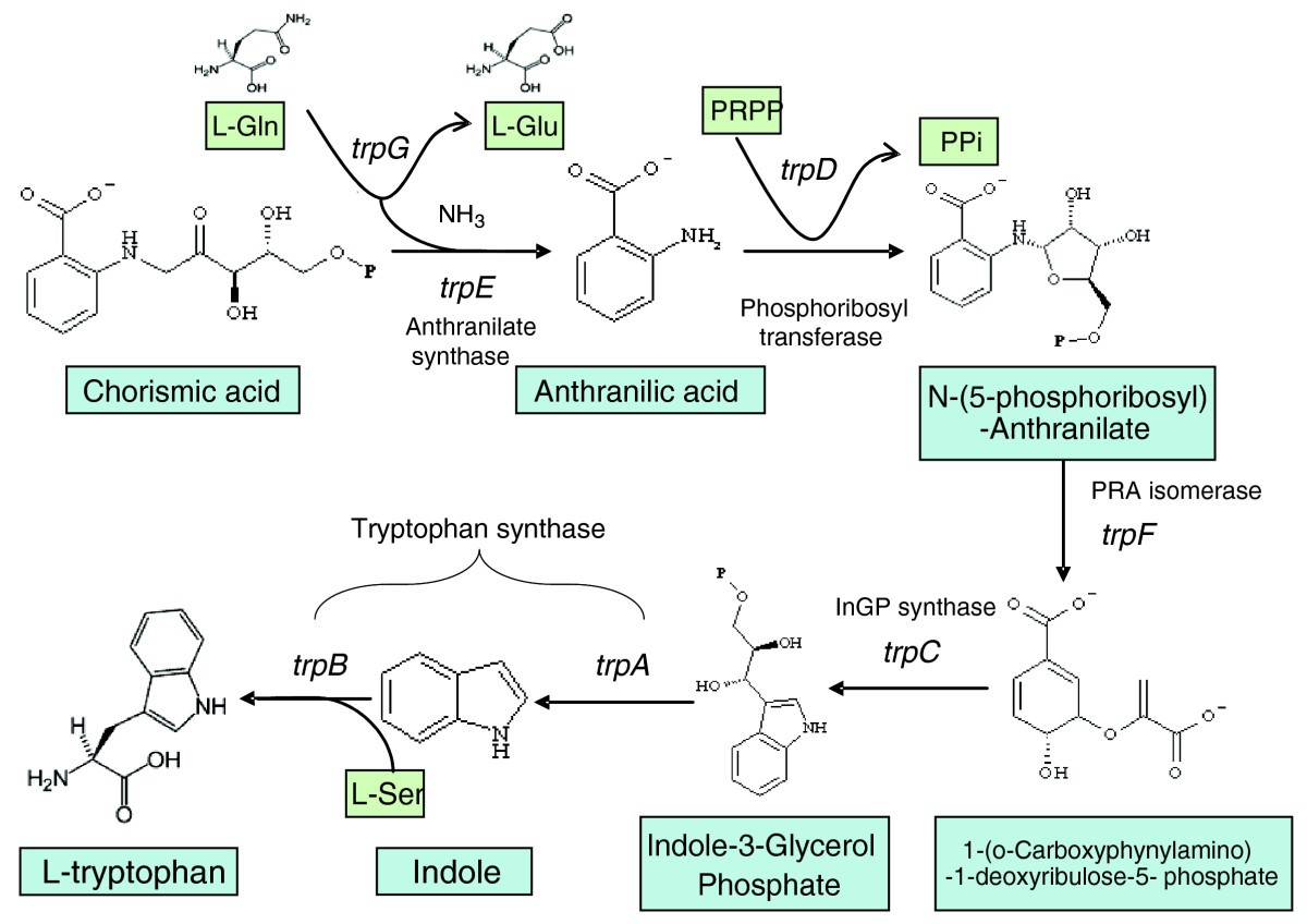 The tryptophan pathway genes of the Sargasso Sea metagenome: new operon ...