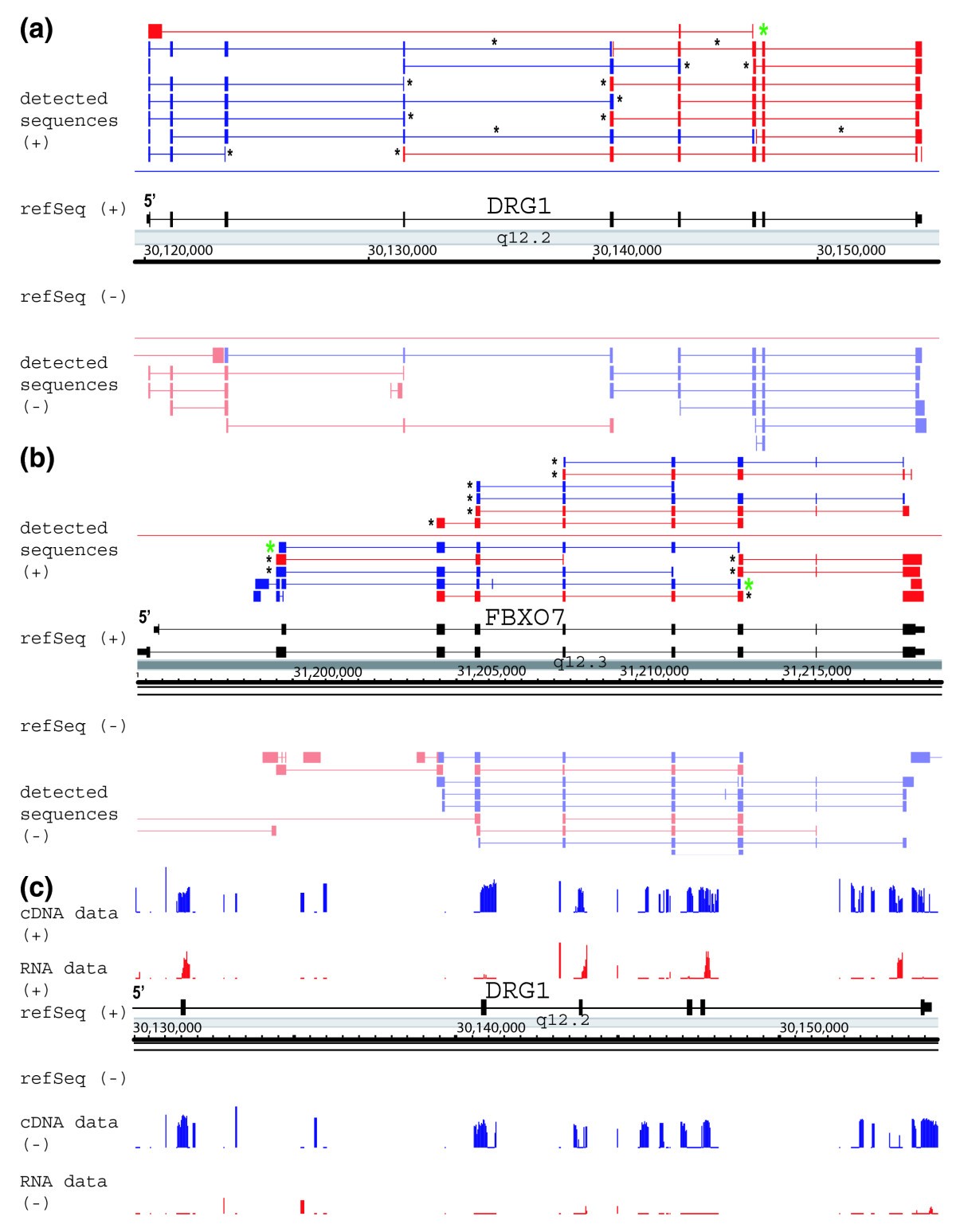 Systematic analysis of transcribed loci in ENCODE regions using RACE ...
