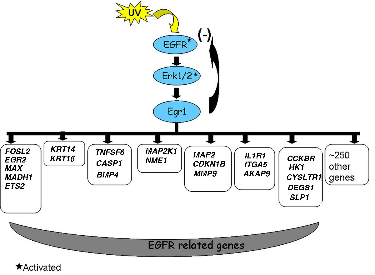 Egr1 regulates the coordinated expression of numerous EGF receptor ...