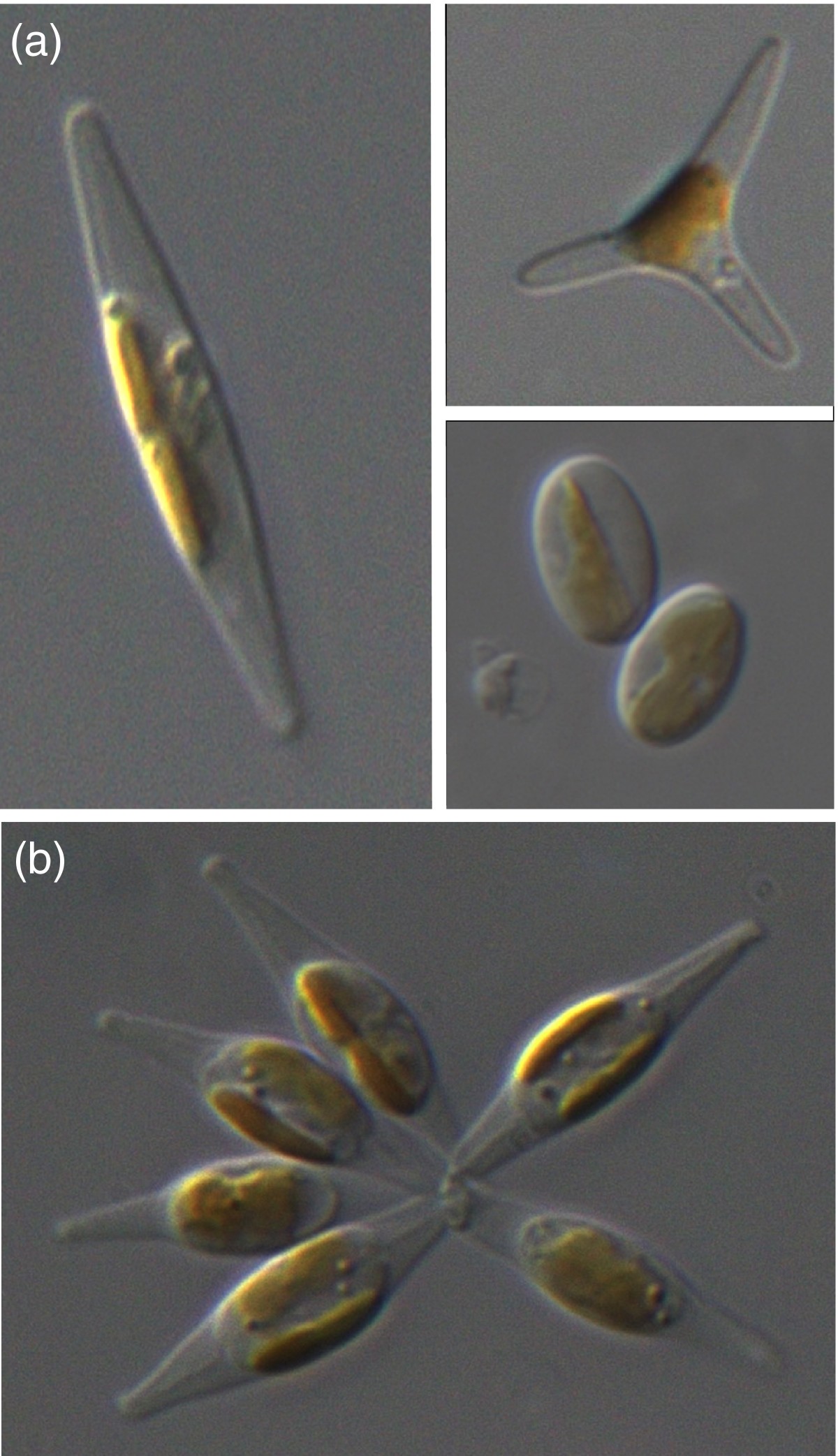 Diatom genomes come of age | Genome Biology | Full Text