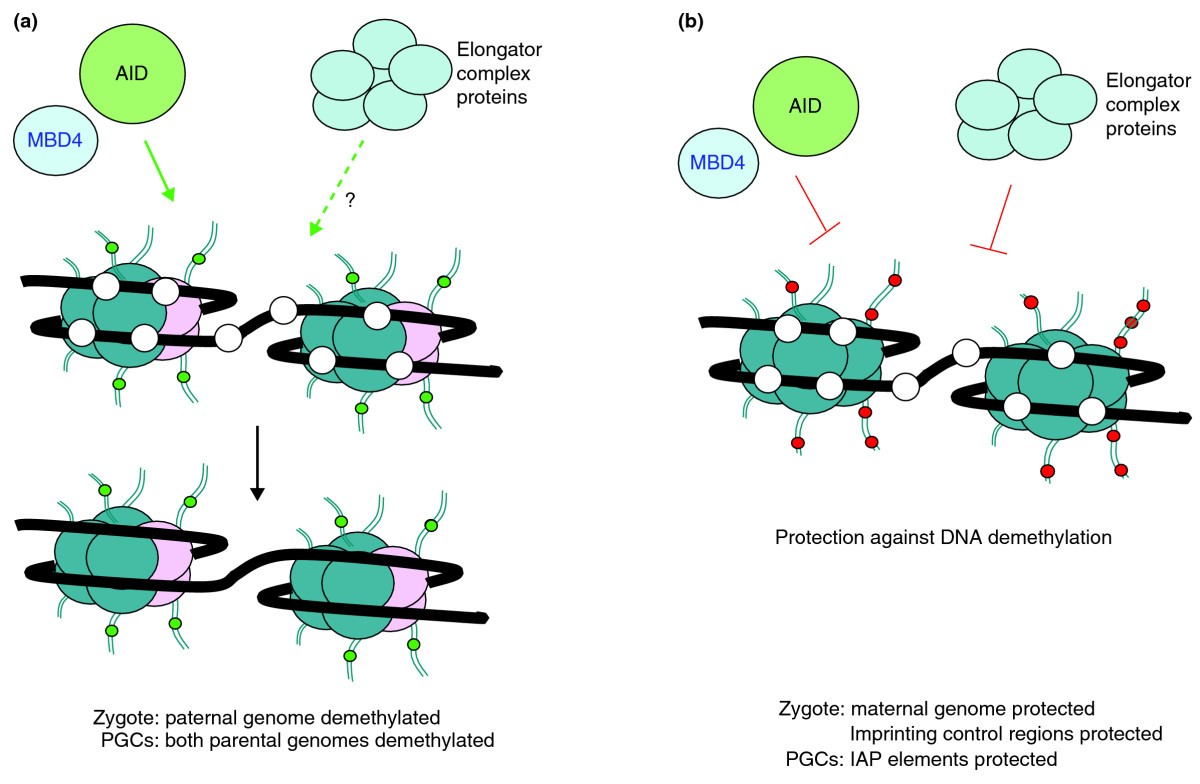 Genome-wide DNA demethylation in mammals | Genome Biology | Full Text