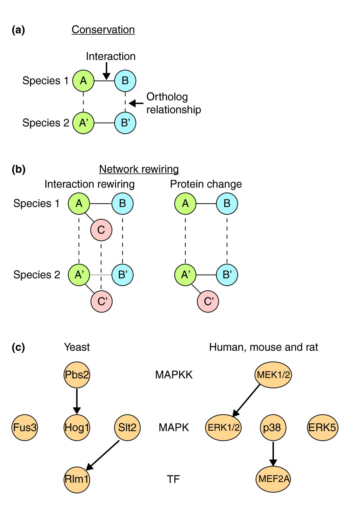 Evolution of biological interaction networks: from models to real data ...