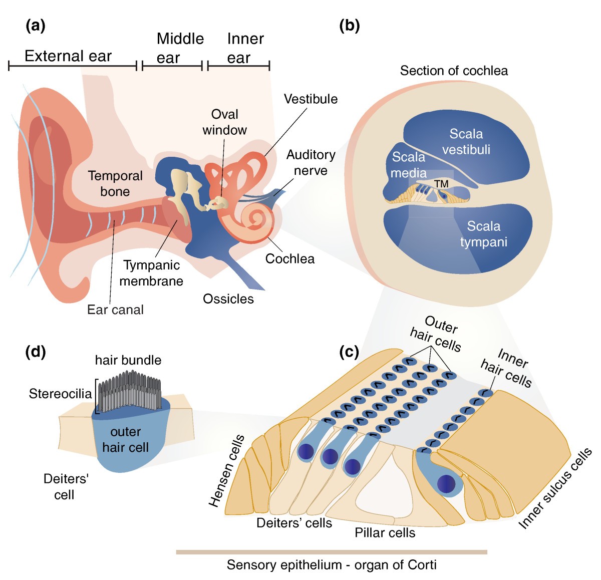 High-throughput sequencing to decipher the genetic heterogeneity of ...