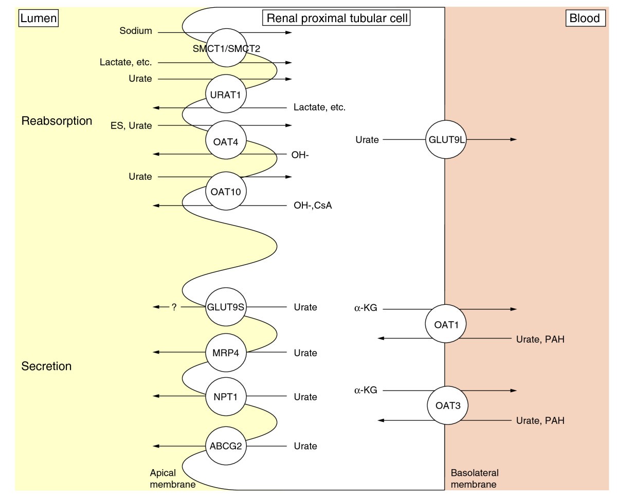 What lies behind serum urate concentration? Insights from genetic and ...