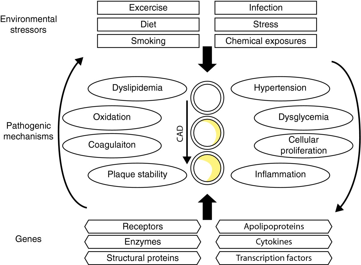Gene-gene and gene-environment interactions: new insights into the ...