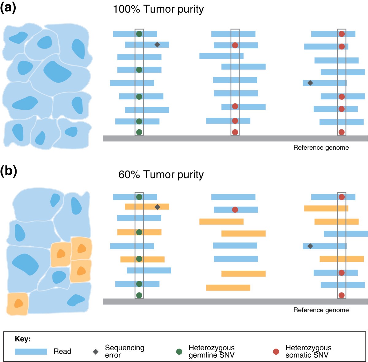 Identifying driver mutations in sequenced cancer genomes: computational ...