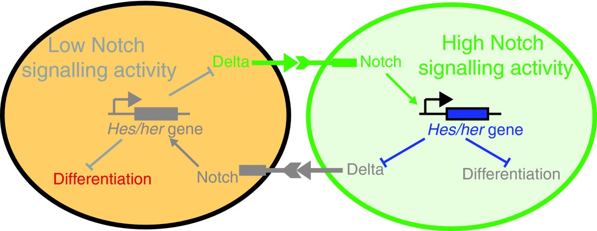 Notch signaling, the segmentation clock, and the patterning of ...
