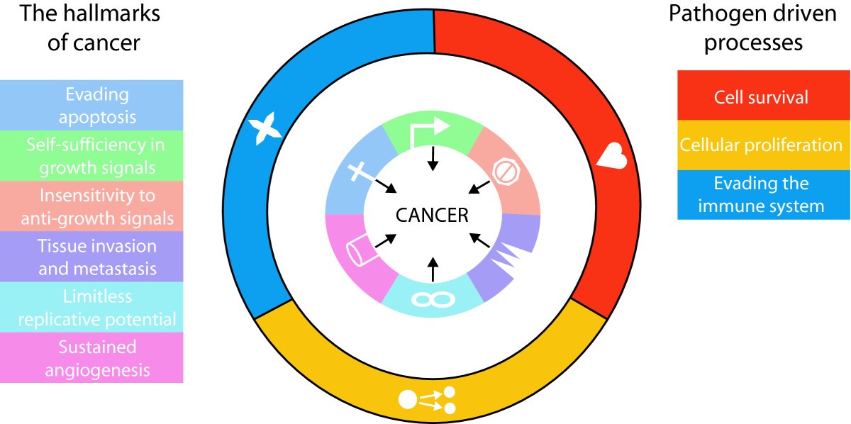 Infectious causes of cancer and their detection | Journal of Biology ...