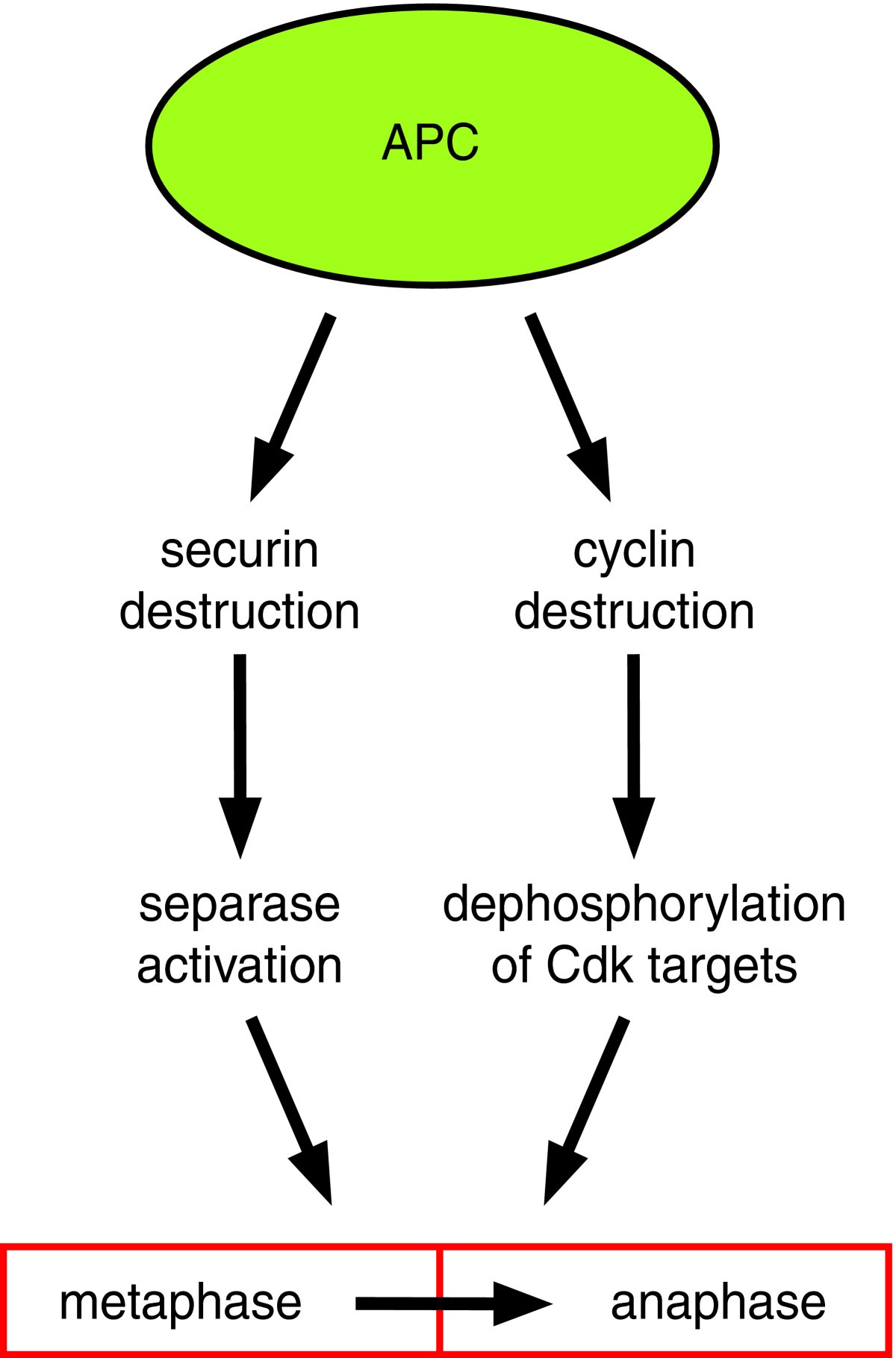 Mechanisms of ubiquitin transfer by the anaphase-promoting complex ...