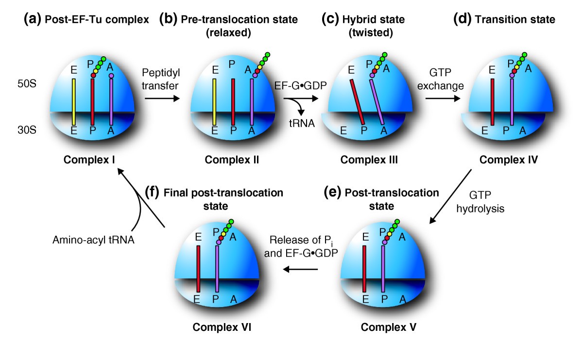 Movement in ribosome translocation | Journal of Biology | Full Text