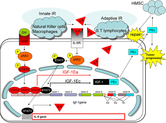 IL-6 is associated to IGF-1Ec upregulation and Ec peptide secretion ...