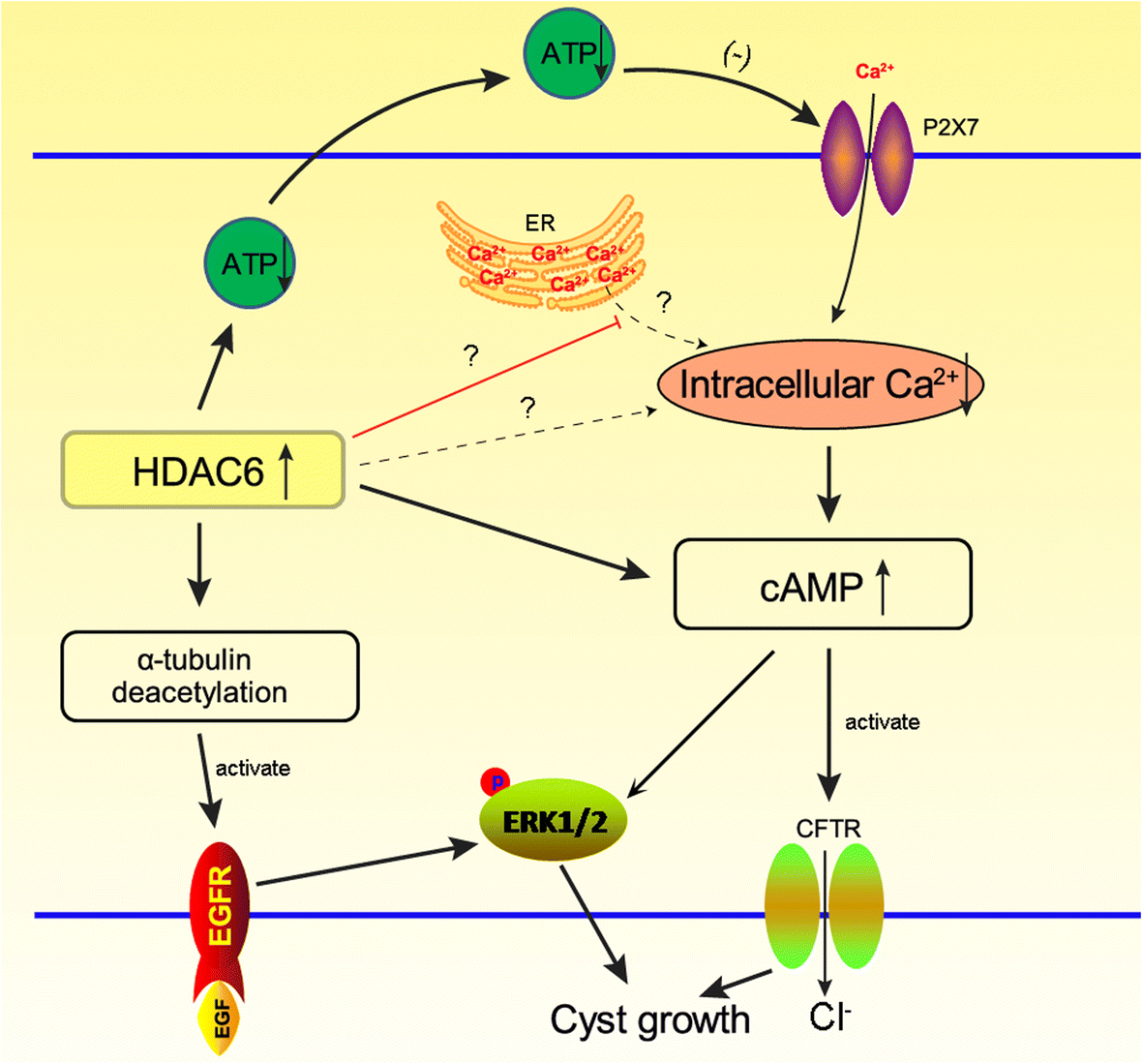 Inhibition of HDAC6 activity in kidney diseases: a new perspective ...