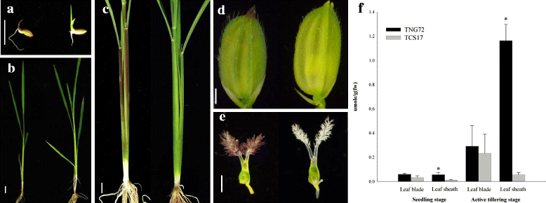 Genetic and Evolutionary Analysis of Purple Leaf Sheath in Rice | Rice ...
