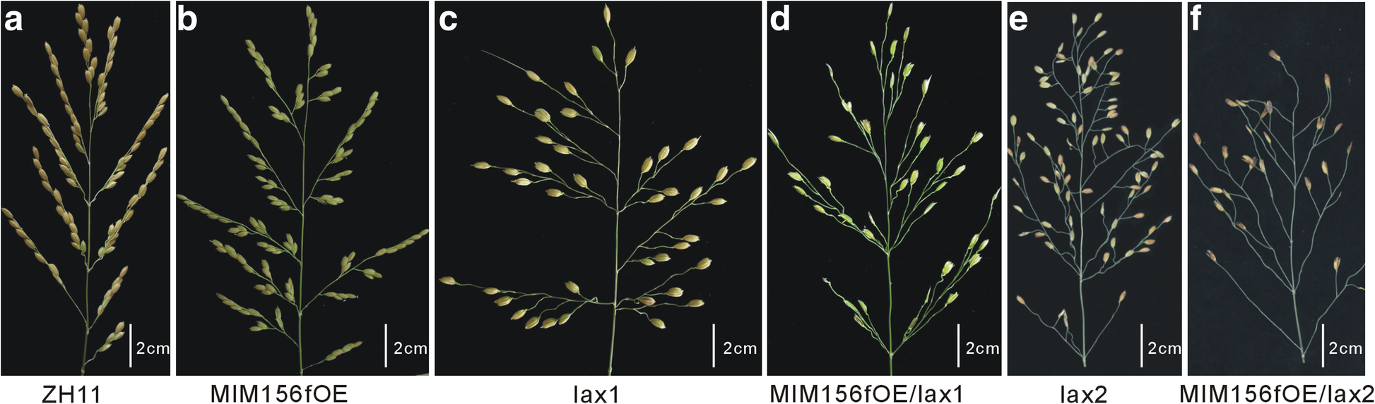 miR156f integrates panicle architecture through genetic modulation of ...