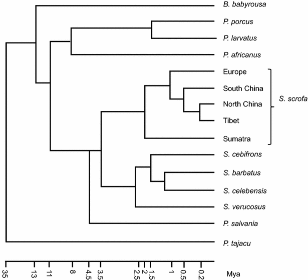 A decade of pig genome sequencing: a window on pig domestication and ...