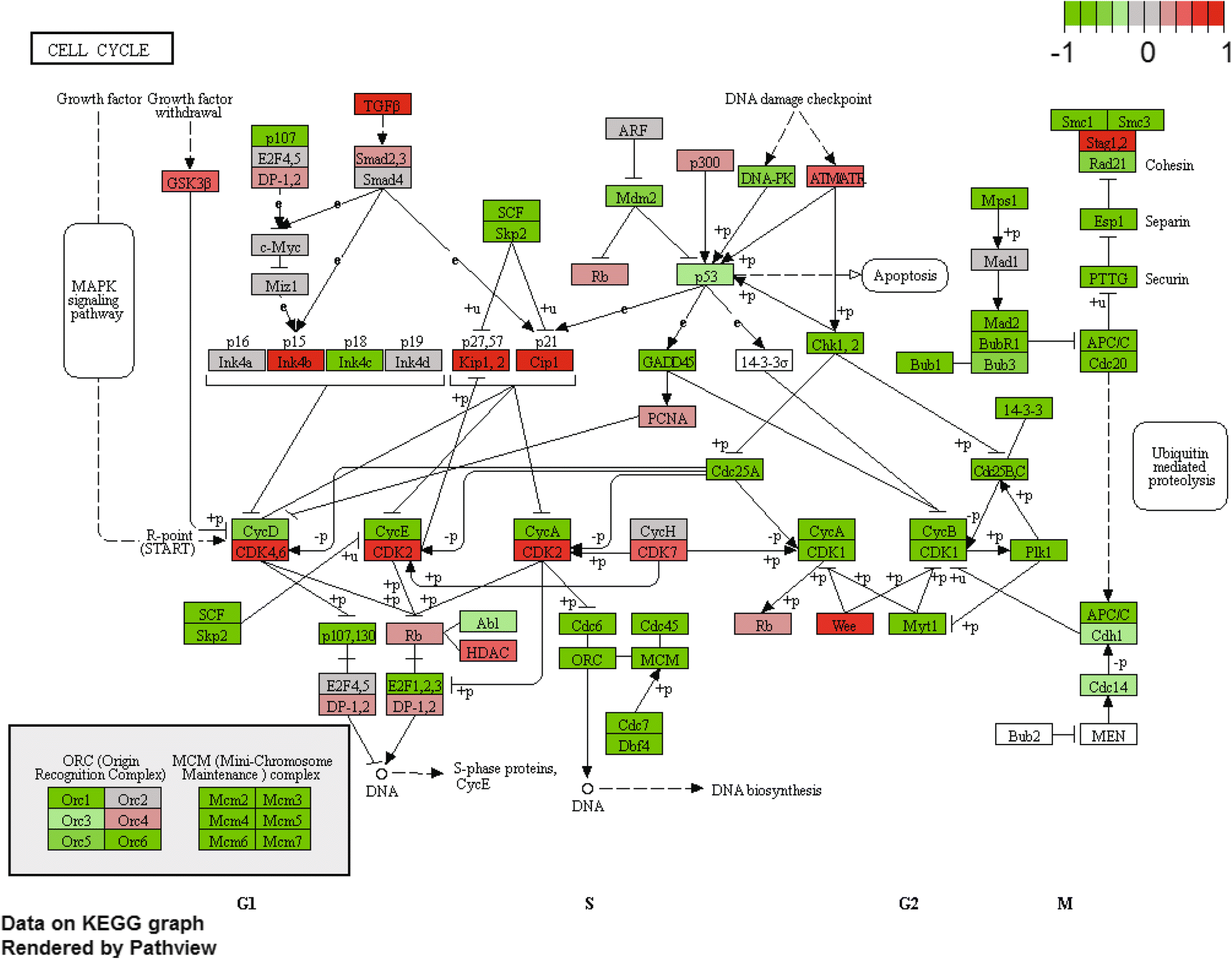 iDEP: an integrated web application for differential expression and pathway analysis of RNA-Seq ...