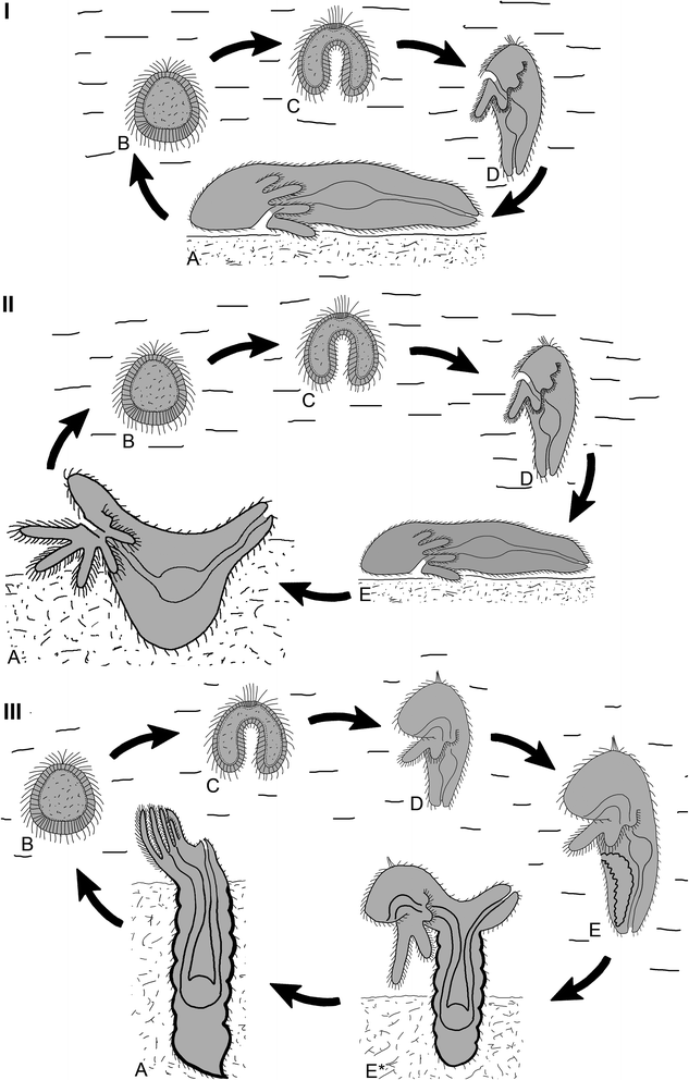 Metamorphic remodeling of morphology and the body cavity in Phoronopsis ...