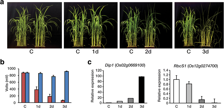 Transcriptome profiling of drought responsive noncoding RNAs and their ...