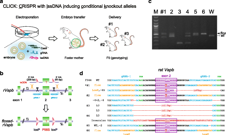 Click One Step Generation Of Conditional Knockout Mice Bmc Genomics