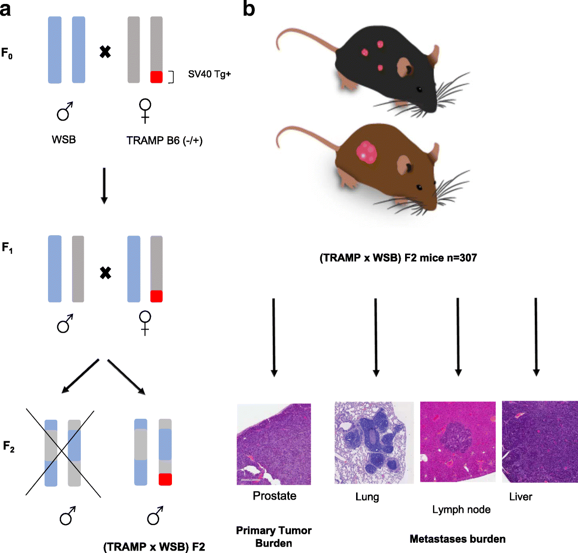 Modifier locus mapping of a transgenic F2 mouse population identifies ...