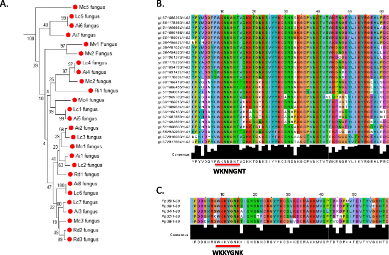 The evolution of WRKY transcription factors | BMC Plant Biology | Full Text