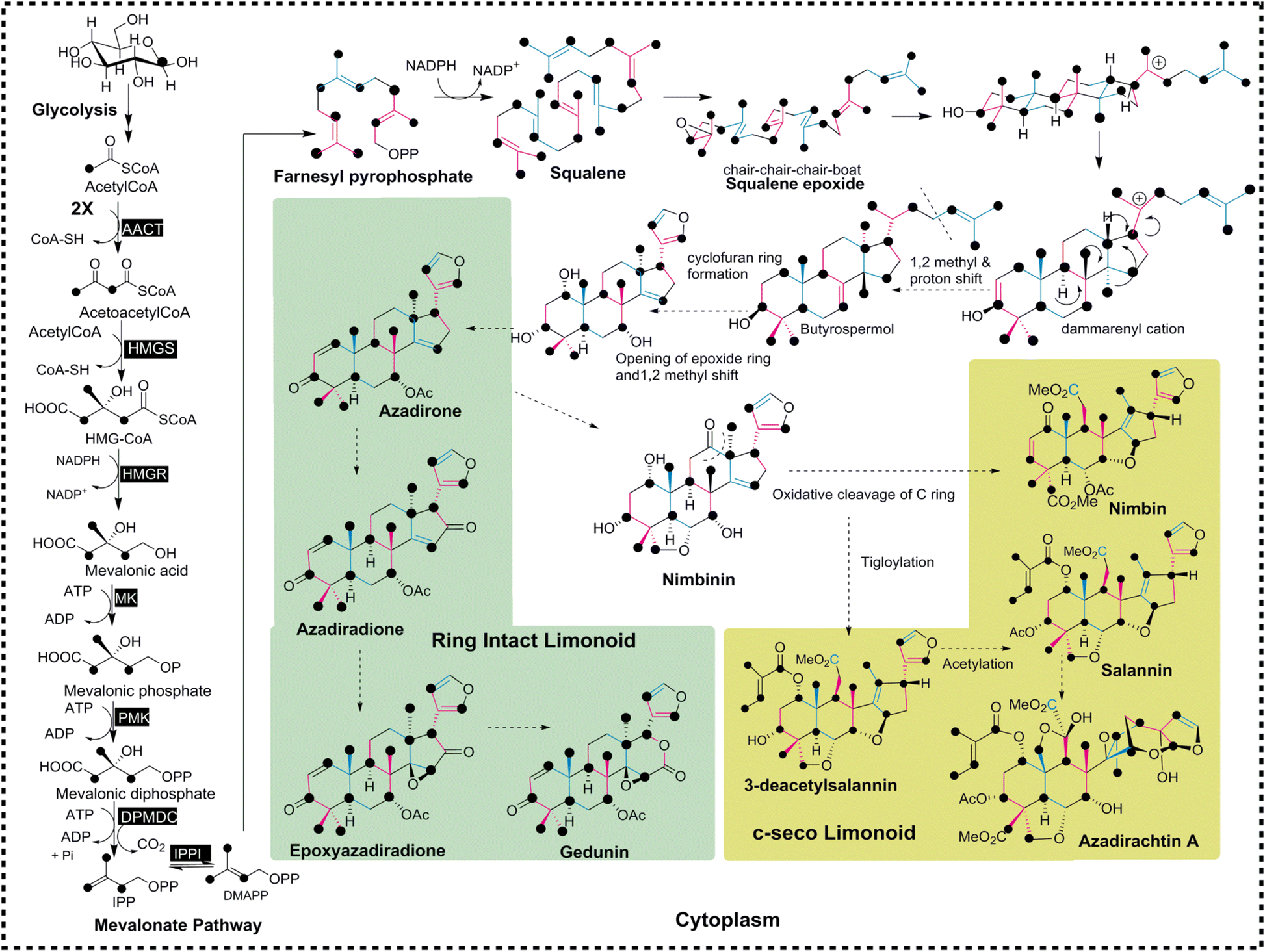 Tracing the biosynthetic origin of limonoids and their functional ...