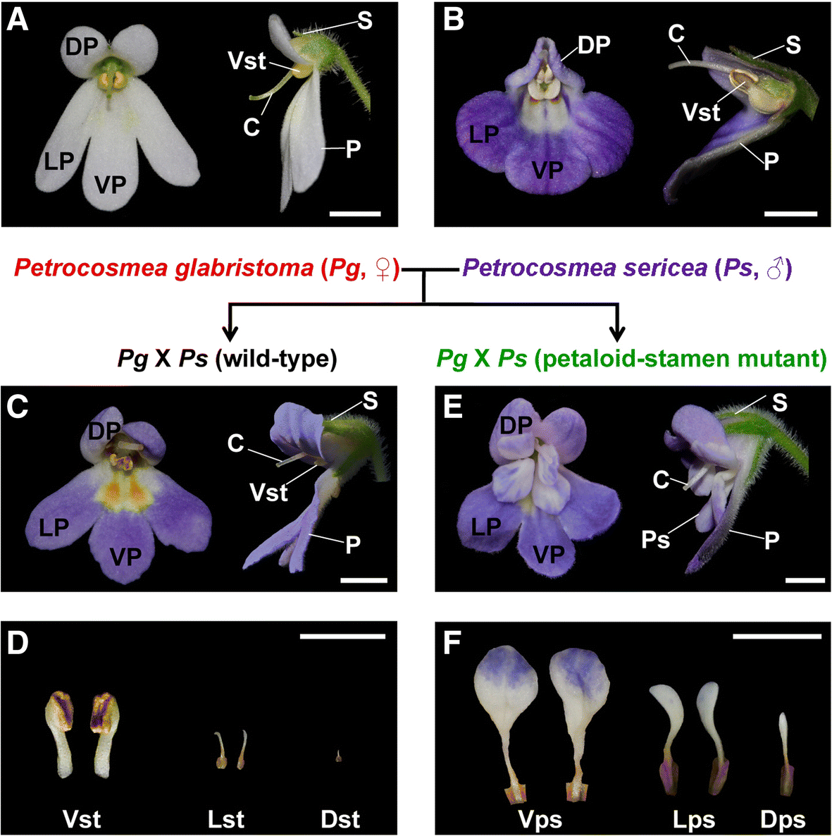 Dosage imbalance of B- and C-class genes causes petaloid-stamen ...