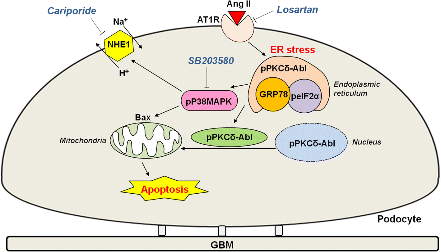 Angiotensin II-induced podocyte apoptosis is mediated by endoplasmic ...