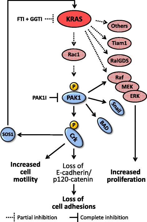 Significance of KRAS/PAK1/Crk pathway in non-small cell lung cancer ...