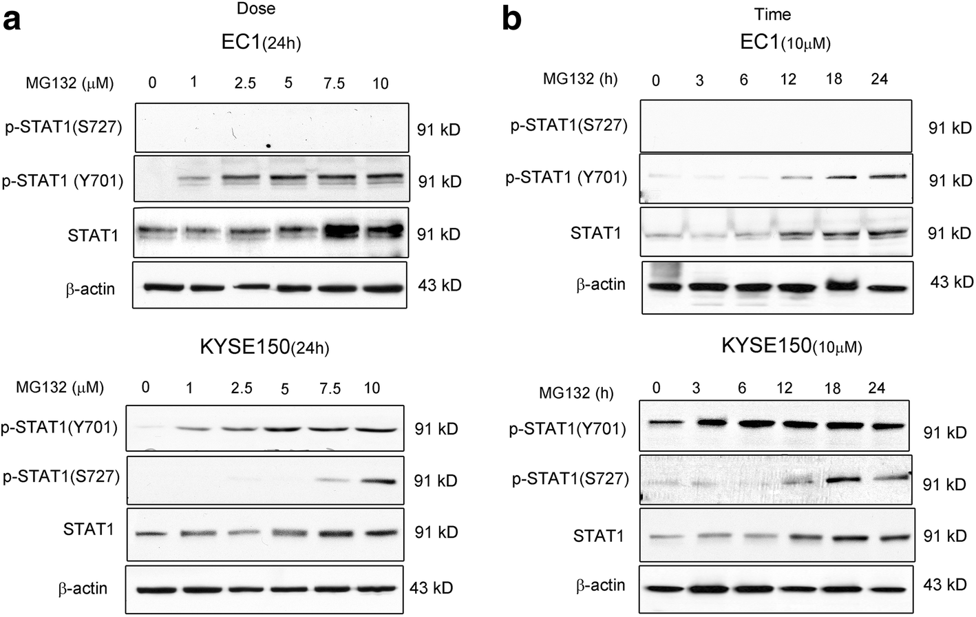 ERK is a negative feedback regulator for IFN-γ/STAT1 signaling by ...