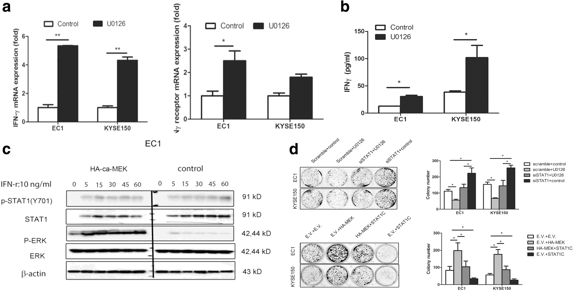 ERK is a negative feedback regulator for IFN-γ/STAT1 signaling by ...