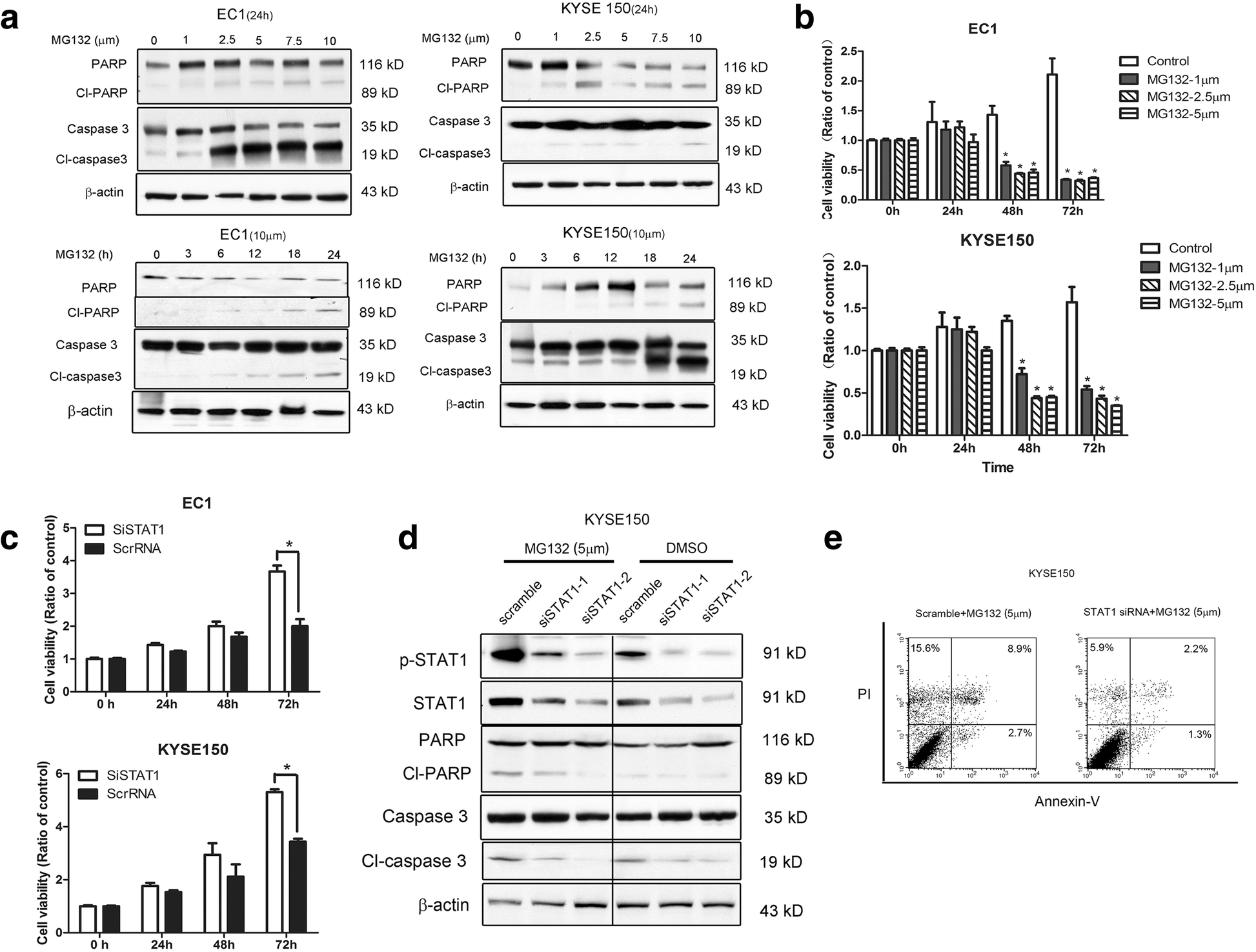 ERK is a negative feedback regulator for IFN-γ/STAT1 signaling by ...