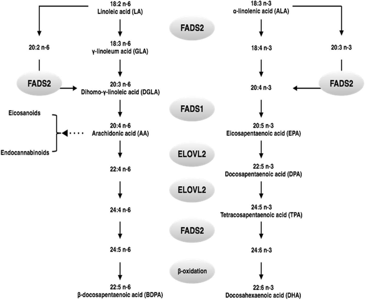 FADS1-FADS2 and ELOVL2 gene polymorphisms in susceptibility to autism spectrum disorders in ...