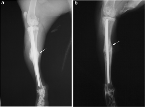 Effects of prostaglandin E1 on callus formation in rabbits | BMC ...