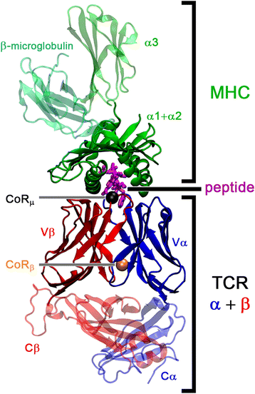 Dynadom Structure Based Prediction Of T Cell Receptor Inter Domain And