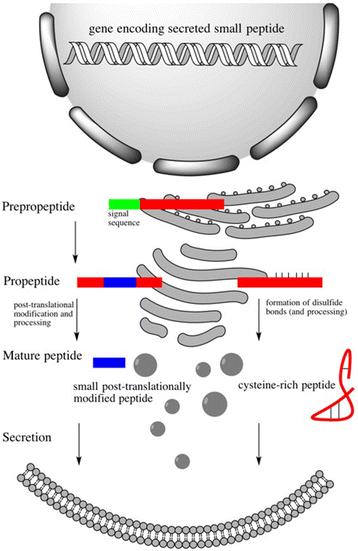 Q&A: How does peptide signaling direct plant development? | BMC Biology ...