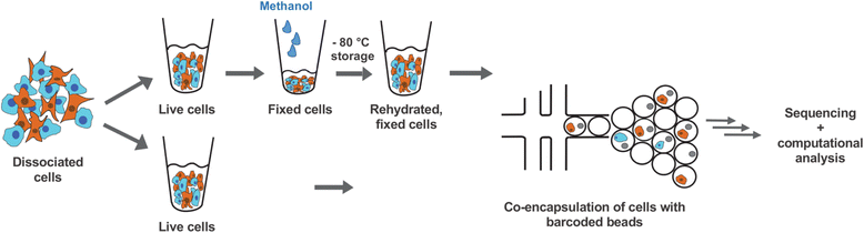 Cell fixation and preservation for droplet-based single-cell ...