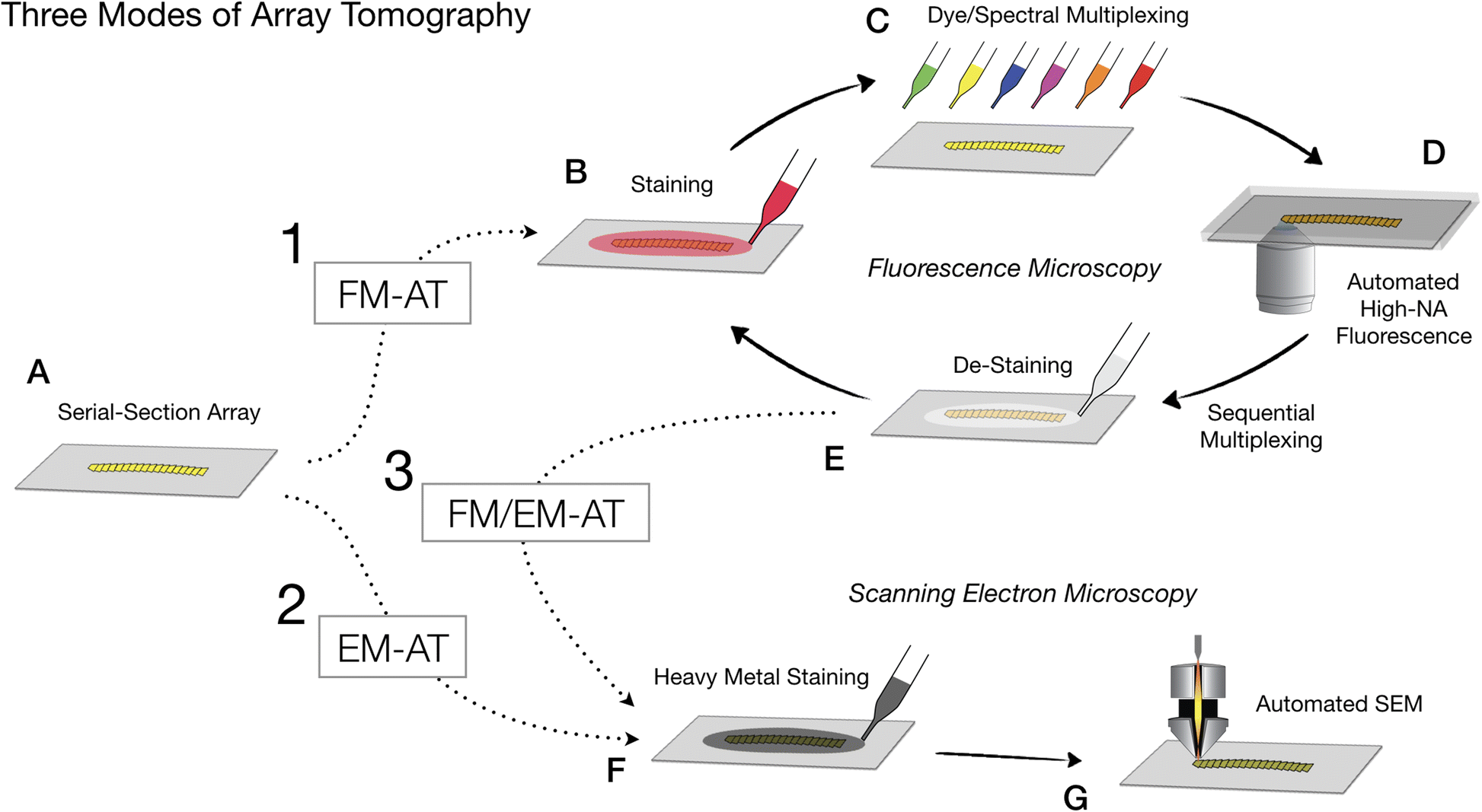 Q&A: Array tomography | BMC Biology | Full Text
