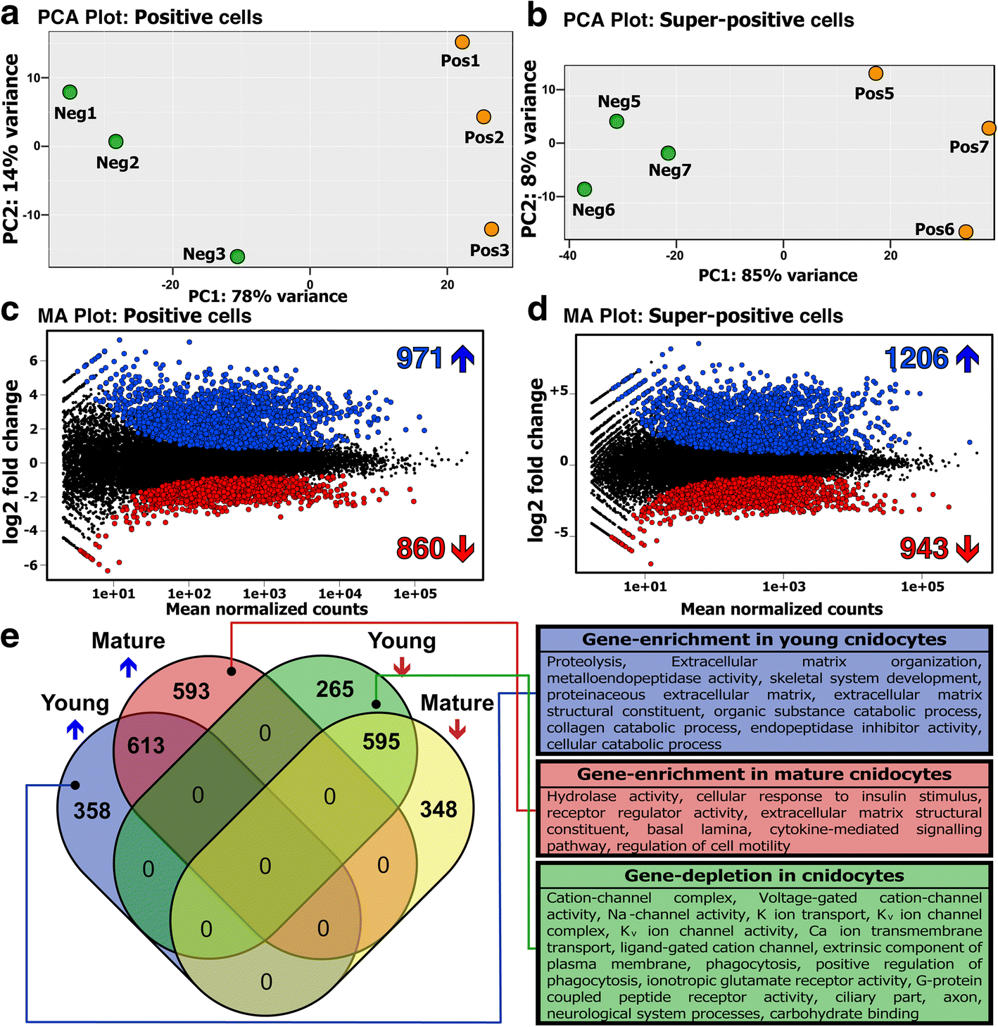 Cell type-specific expression profiling unravels the development and ...