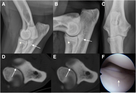 Assessment of medial coronoid disease in 180 canine lame elbow joints ...