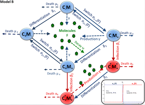 Combining laboratory and mathematical models to infer mechanisms ...