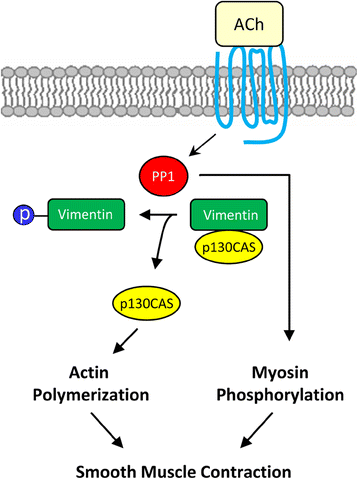 Vimentin dephosphorylation at ser-56 is regulated by type 1 protein ...