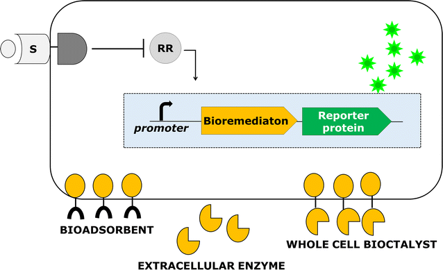Engineered microbial biosensors based on bacterial two-component ...